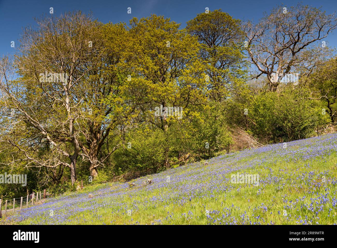 Flowers in snowdonia national park hi-res stock photography and images ...