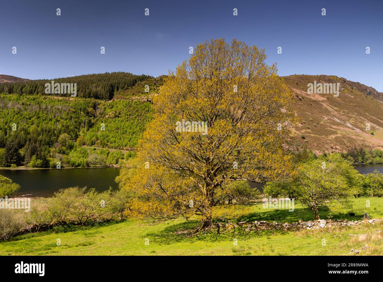 Tree at Llyn Crafnant, Snowdonia, North Wales Stock Photo - Alamy