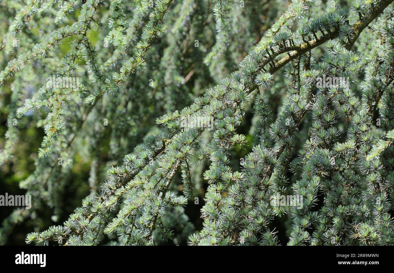Contorted Blue Atlas Cedar