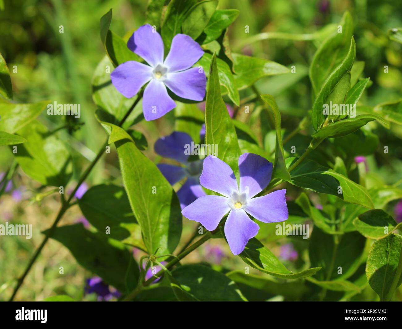 Lilac periwinkle petals hi-res stock photography and images - Alamy