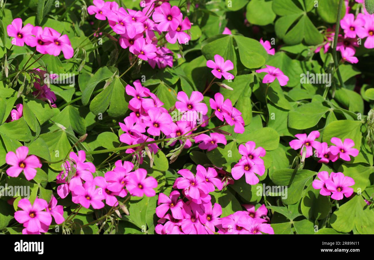 Pink Sorrel, Oxalis articulata in flower Stock Photo - Alamy