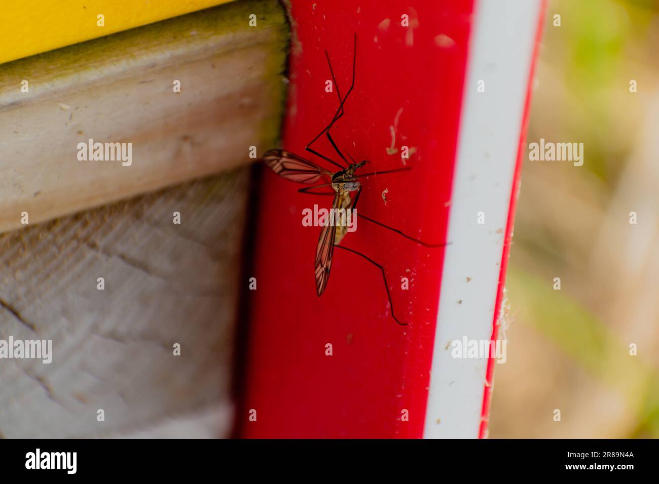 Mosquito resting in the shade outdoors, diptera, culicidae Stock Photo ...