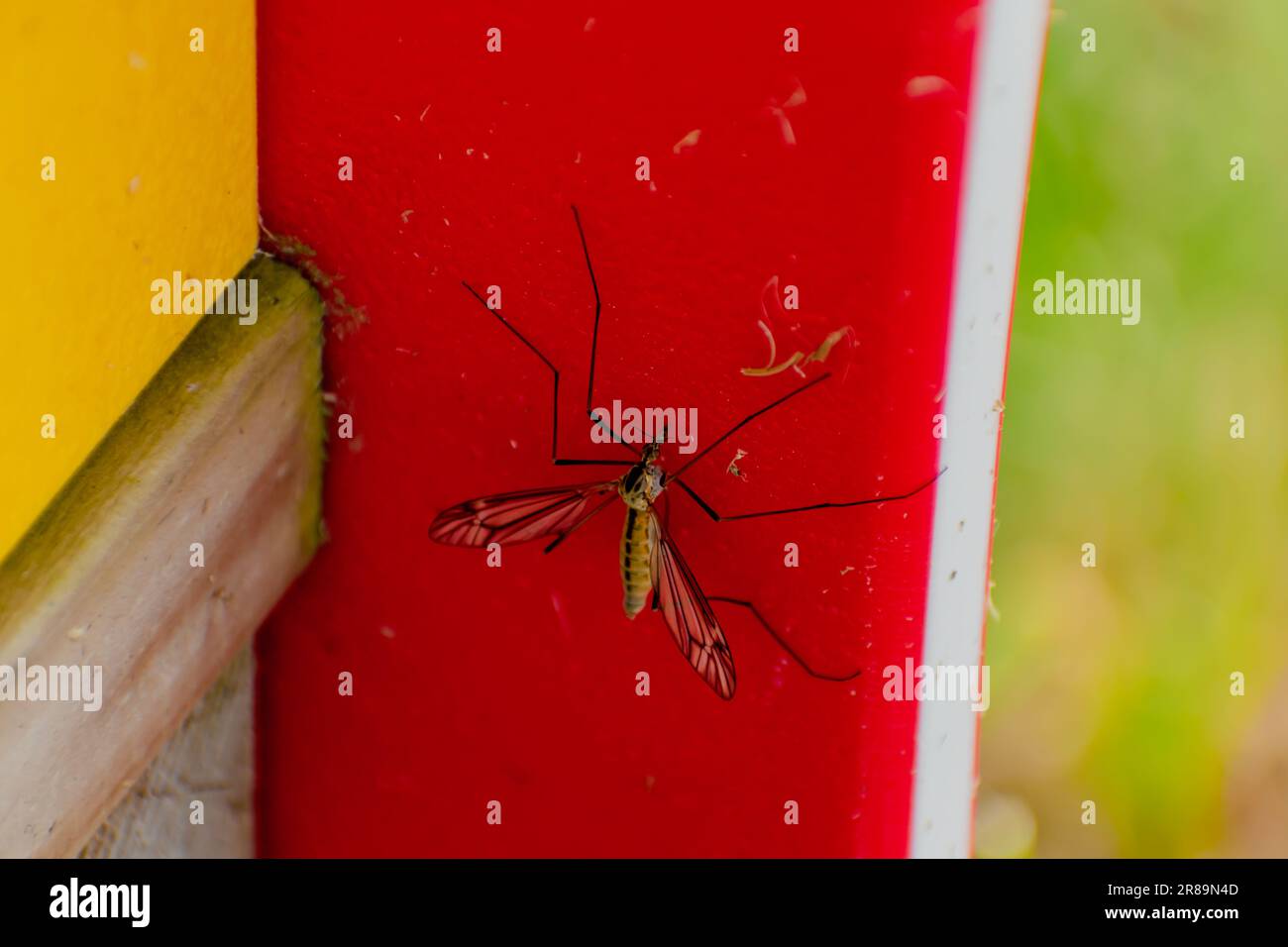 Mosquito resting in the shade outdoors, diptera, culicidae Stock Photo ...