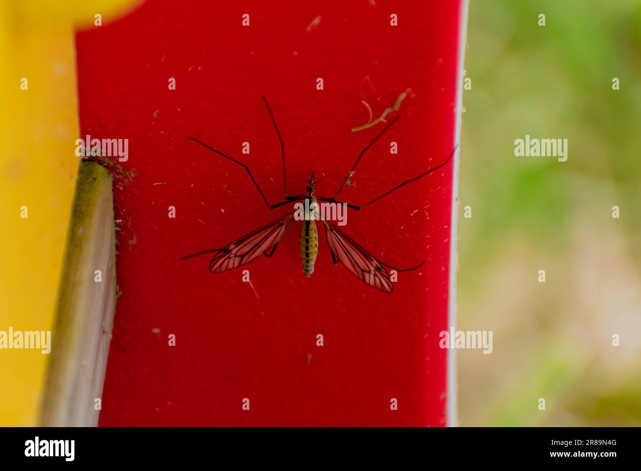 Mosquito resting in the shade outdoors, diptera, culicidae Stock Photo ...