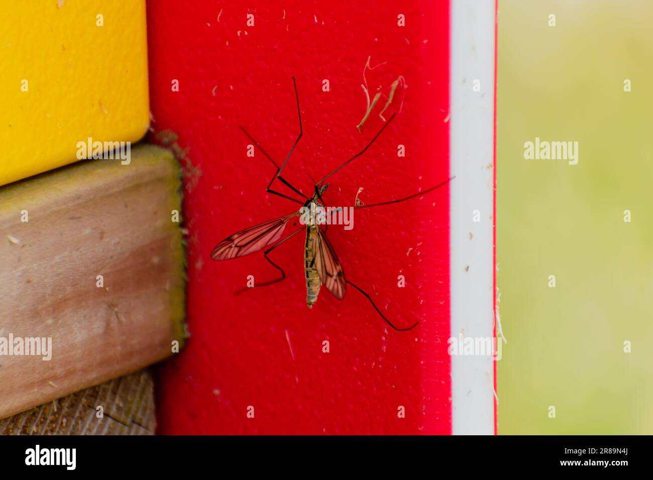 Mosquito resting in the shade outdoors, diptera, culicidae Stock Photo ...