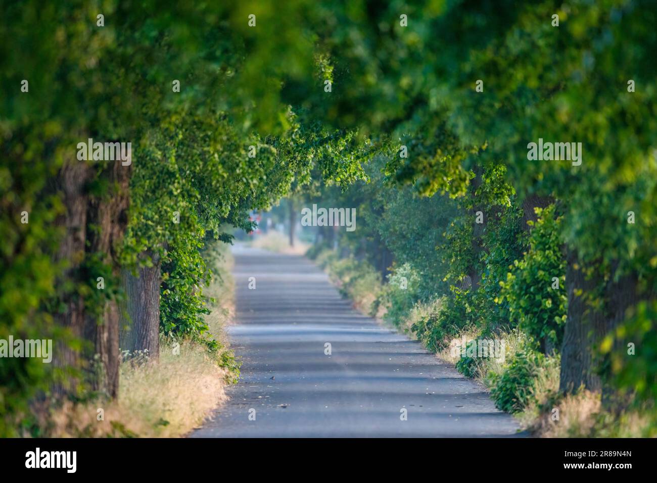 Alley with wood hi-res stock photography and images - Alamy