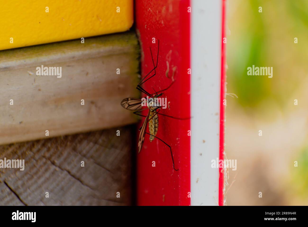 Mosquito resting hi-res stock photography and images - Alamy