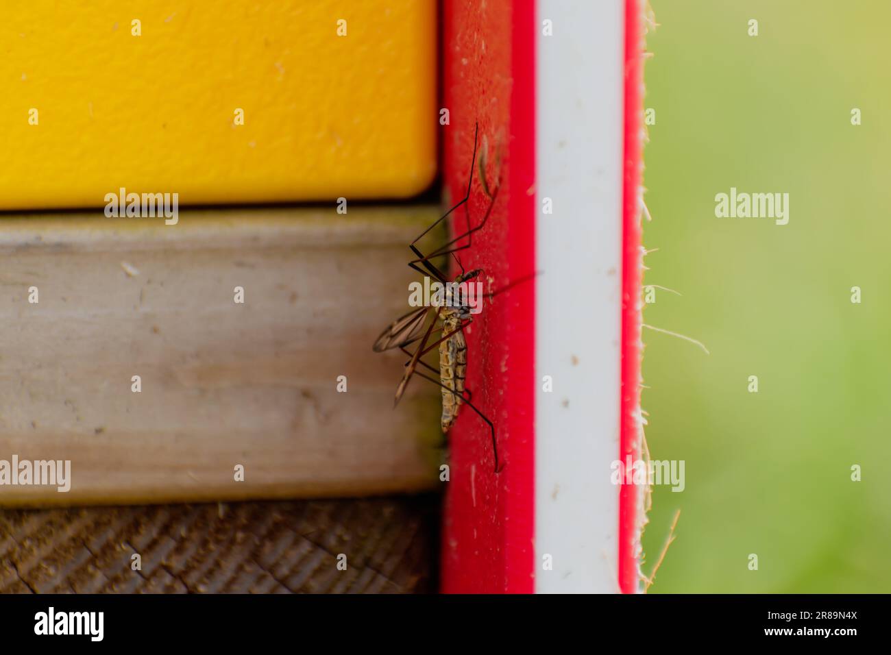 Mosquito resting in the shade outdoors, diptera, culicidae Stock Photo ...