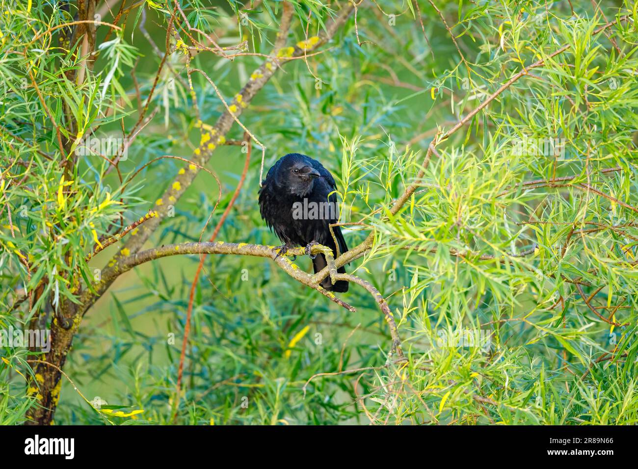 Raven ornithology hi-res stock photography and images - Alamy