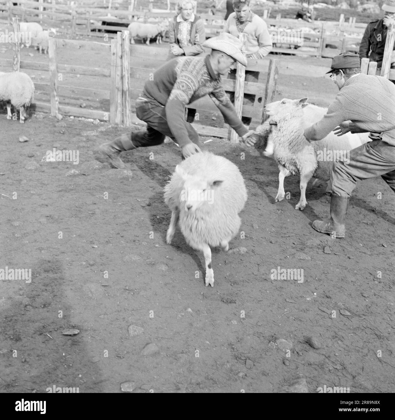 Current 42-1-1960: Bye Bye!! Summer is over. Sheep herding in Sirdal ...