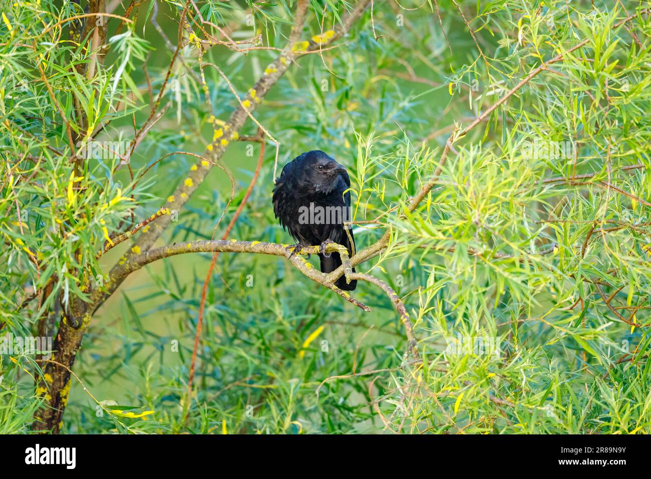 Raven ornithology hi-res stock photography and images - Alamy