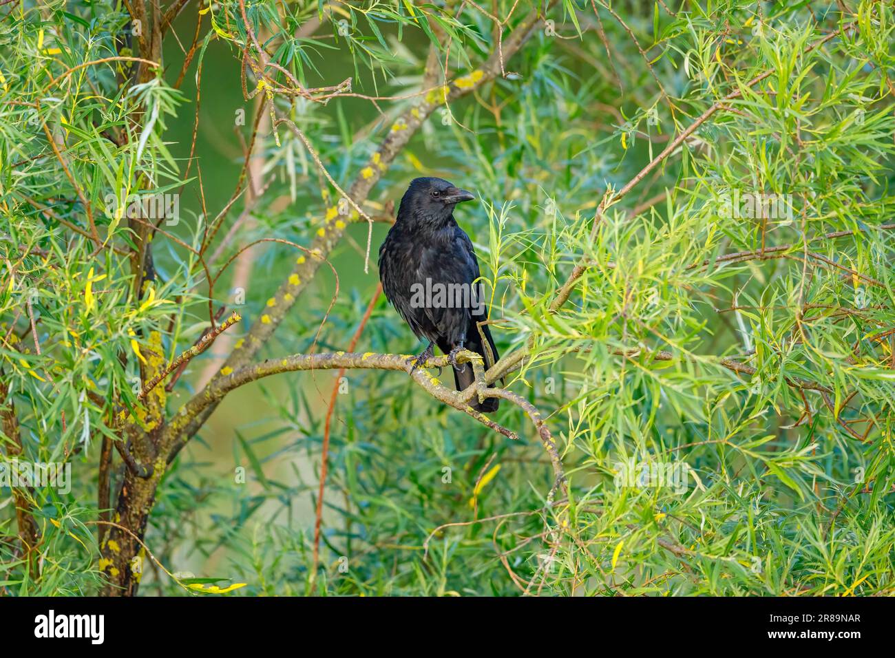 Raven ornithology hi-res stock photography and images - Alamy
