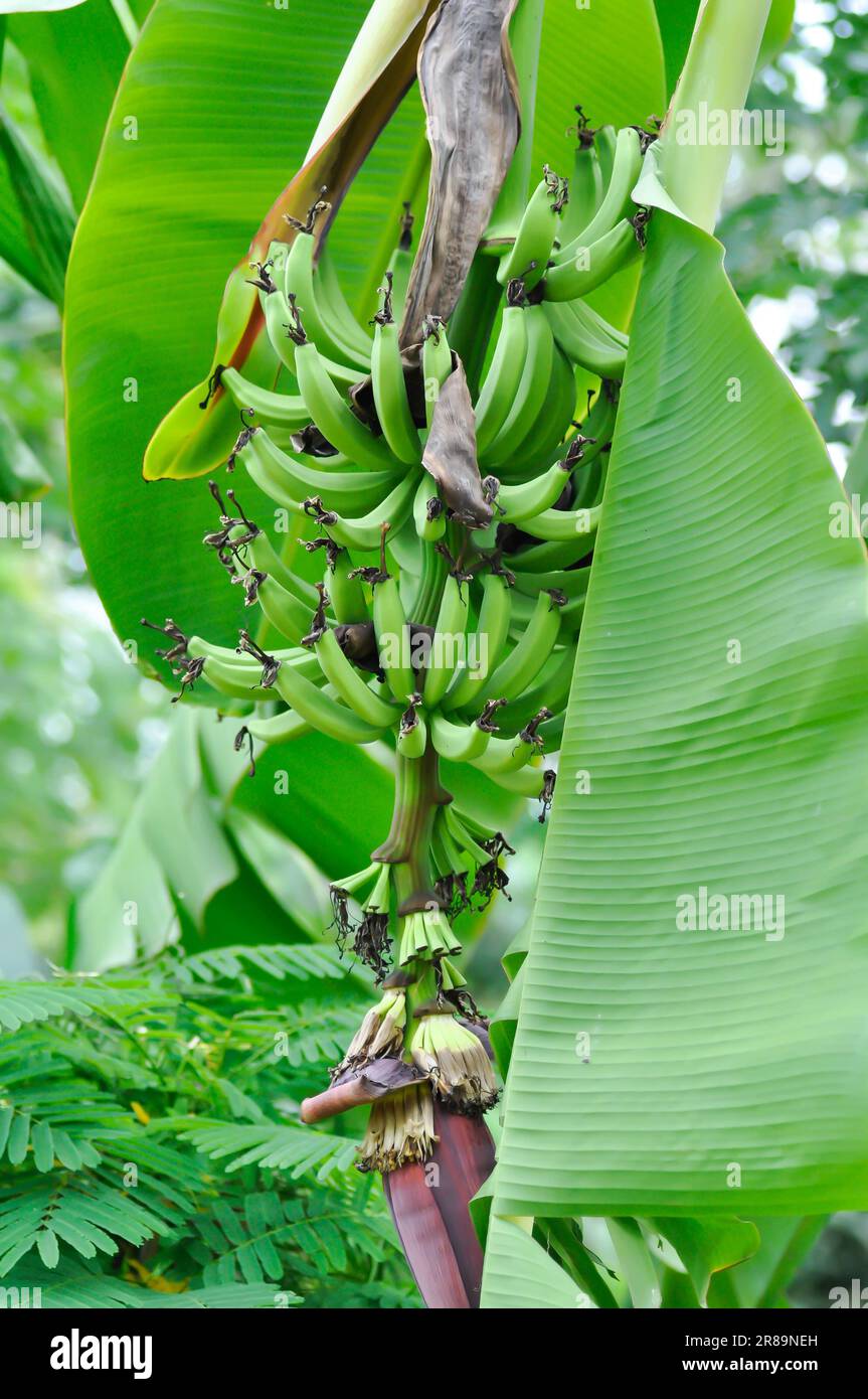 banana or banana plant, banana tree or Banana blossom or banana seed ...