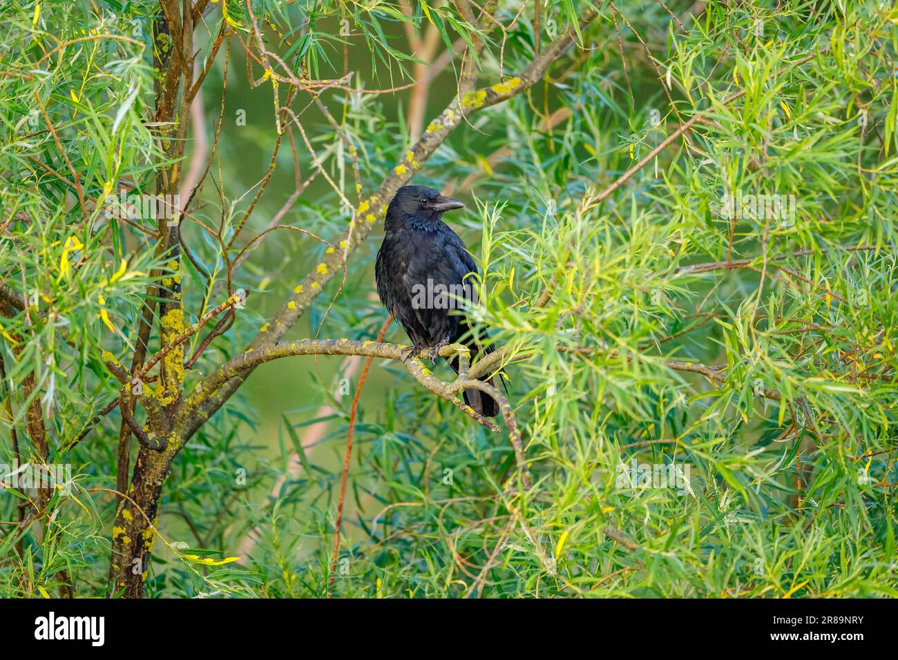 Raven ornithology hi-res stock photography and images - Alamy
