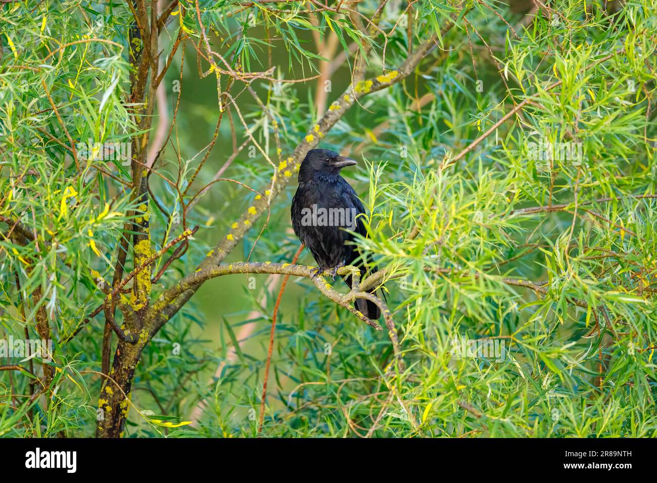 Raven ornithology hi-res stock photography and images - Alamy