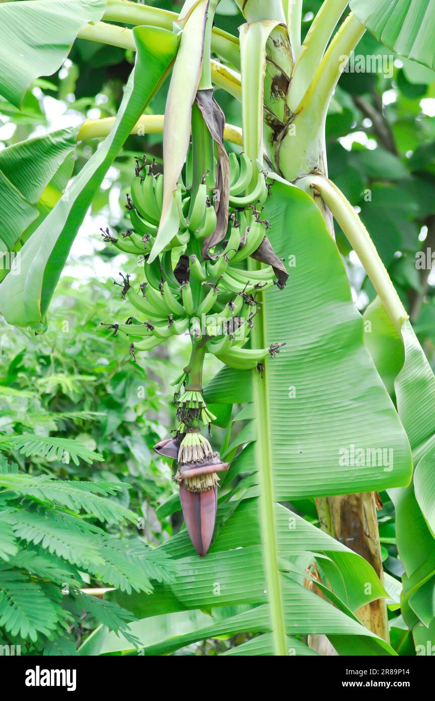 banana or banana plant, banana tree or Banana blossom or banana seed ...