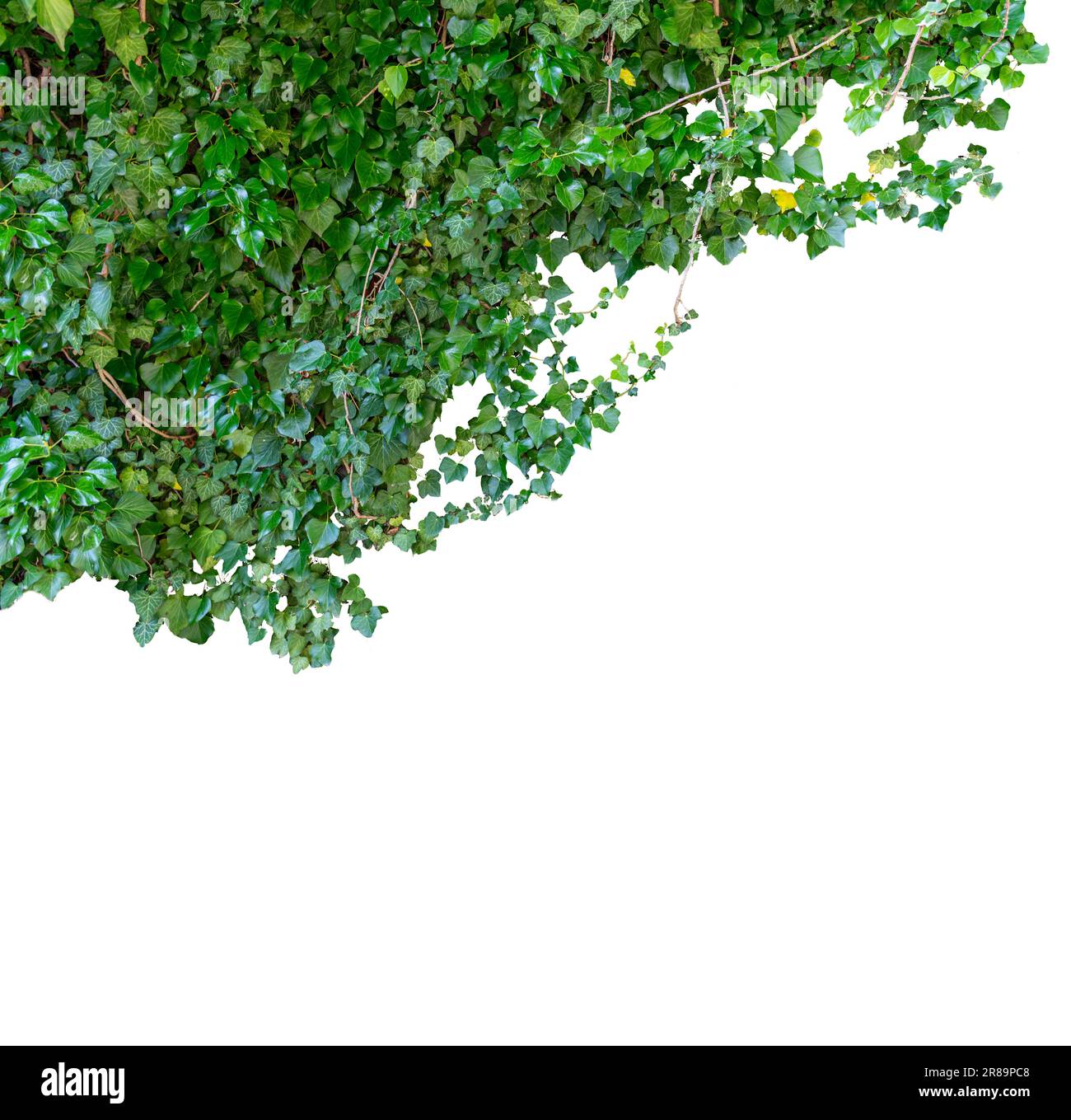 Branches with green ivy leaves as frame border isolated on white with ...