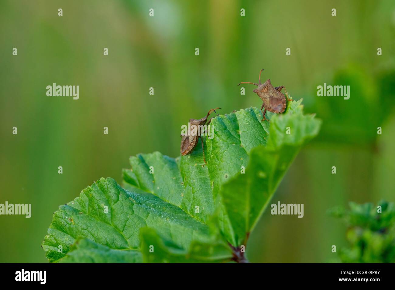Two Bugs on a leave Stock Photo - Alamy