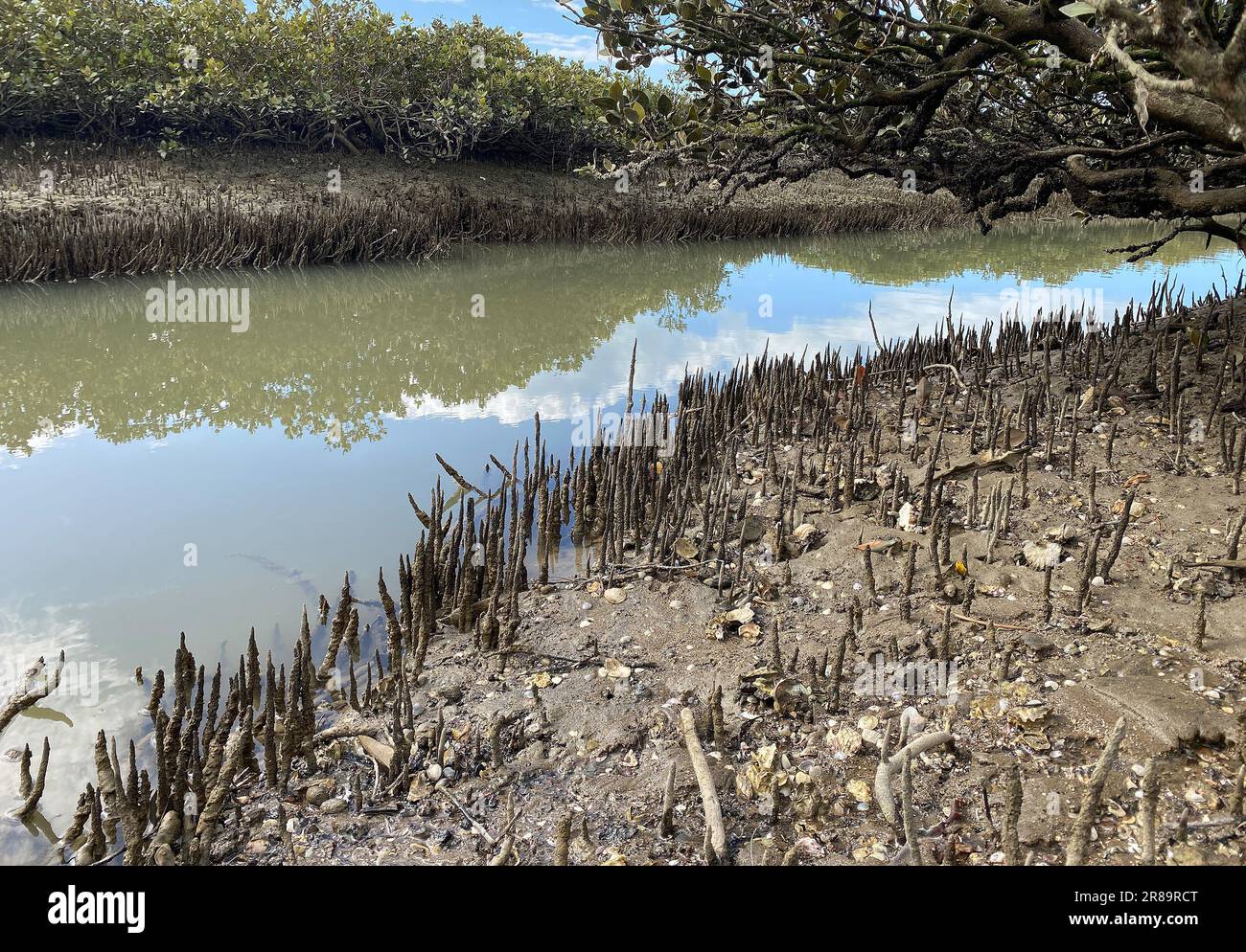 Green young Mangrove trees and pnematophores - roots growing from the ...