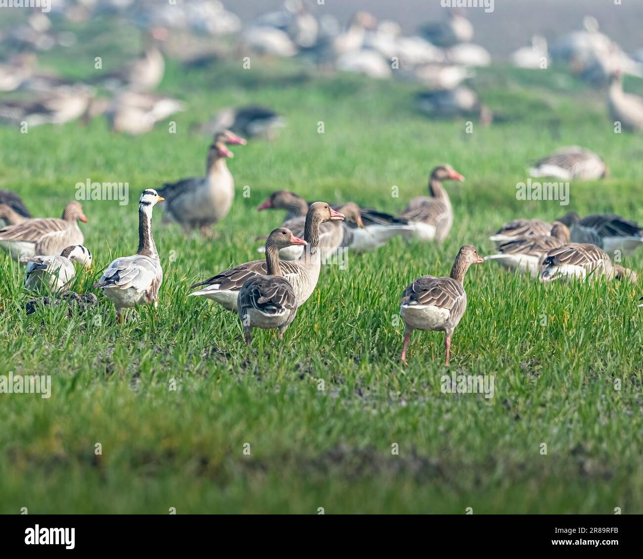 A flock of geese in the field Stock Photo - Alamy