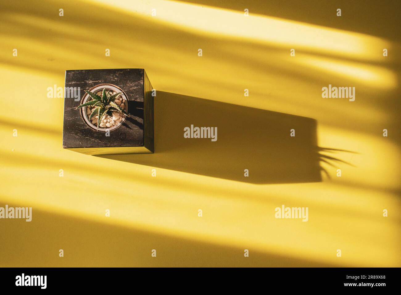 Room plant in a square pot for house flowers on a green yellow table ...