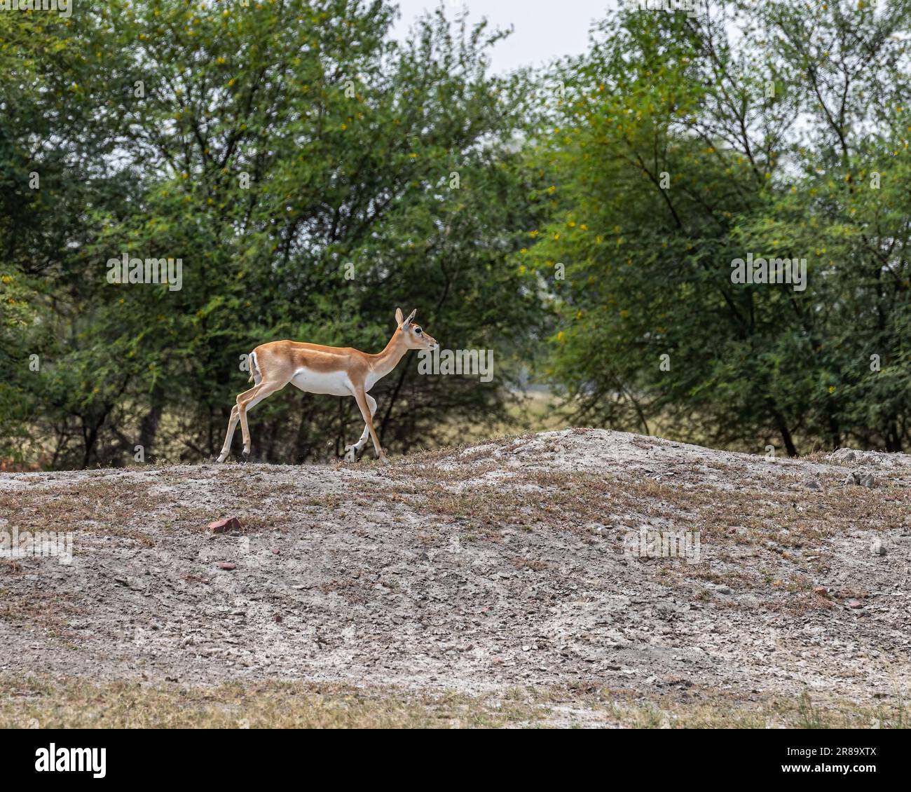 A blackbuck in its natural habitat Stock Photo - Alamy