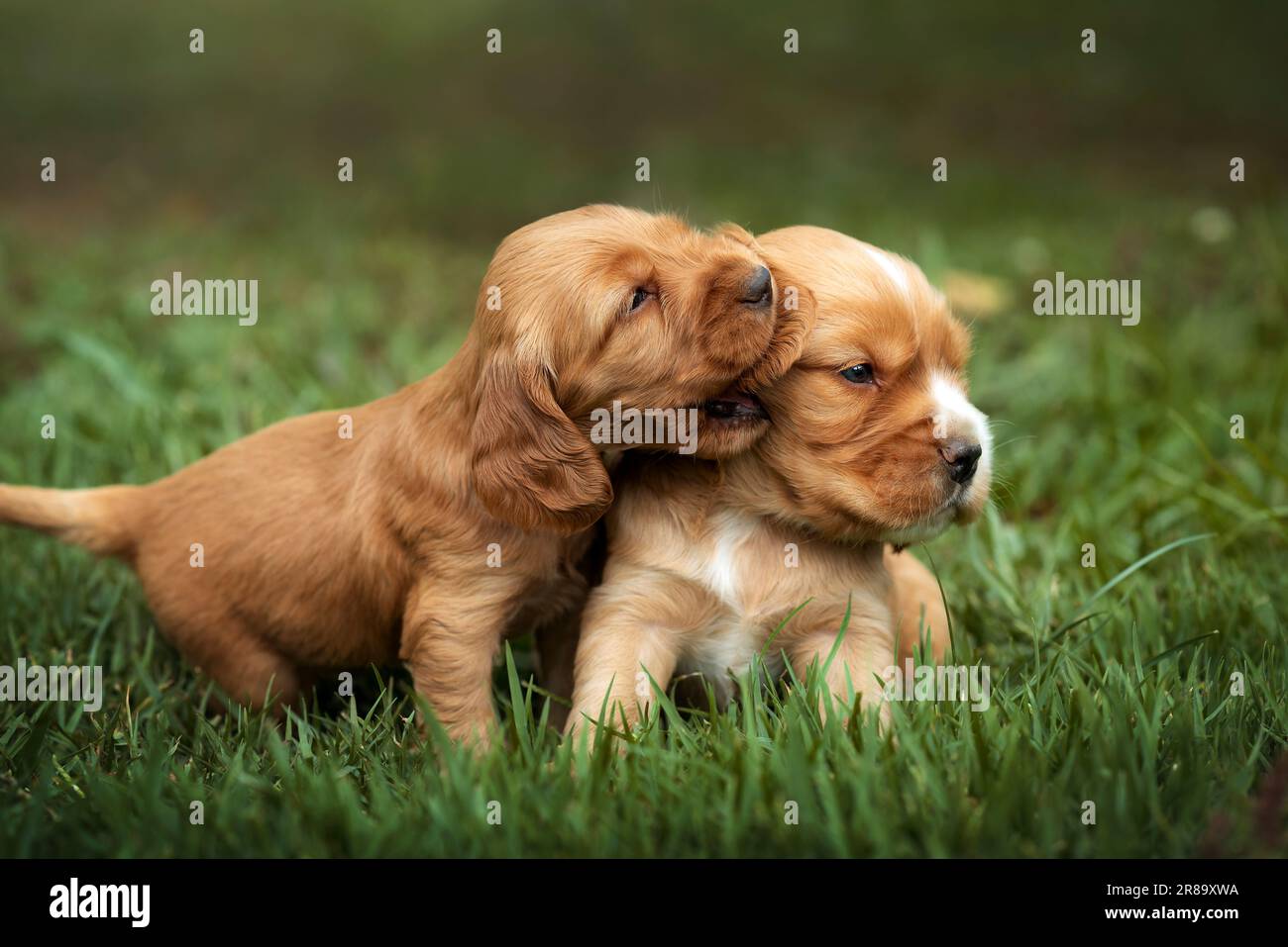 Two puppies kissing hi-res stock photography and images - Alamy