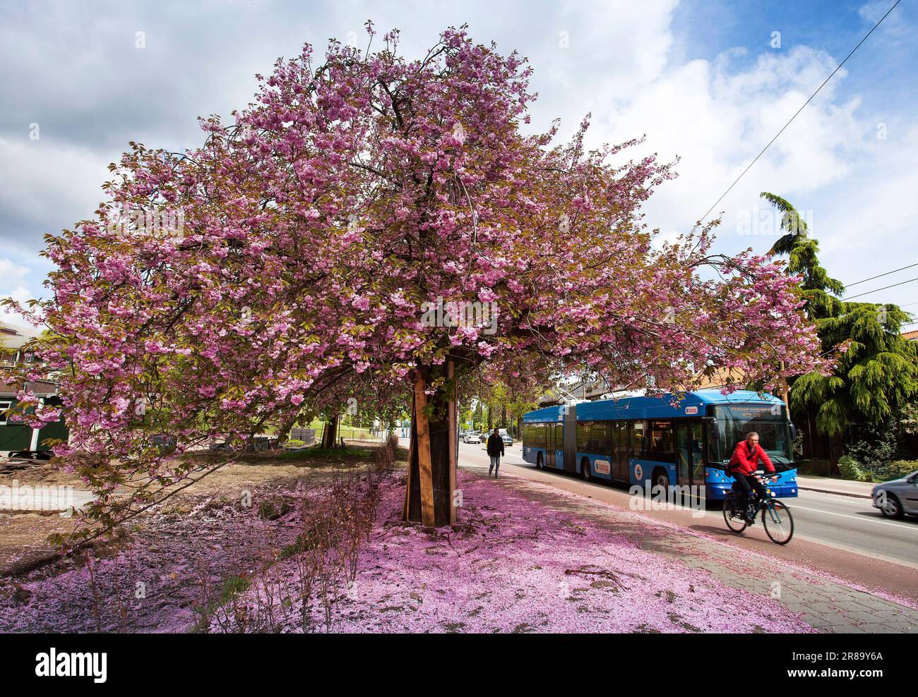 Netherlands, Arnhem. a trolley bus is passing a Prunus serrulata tree ...