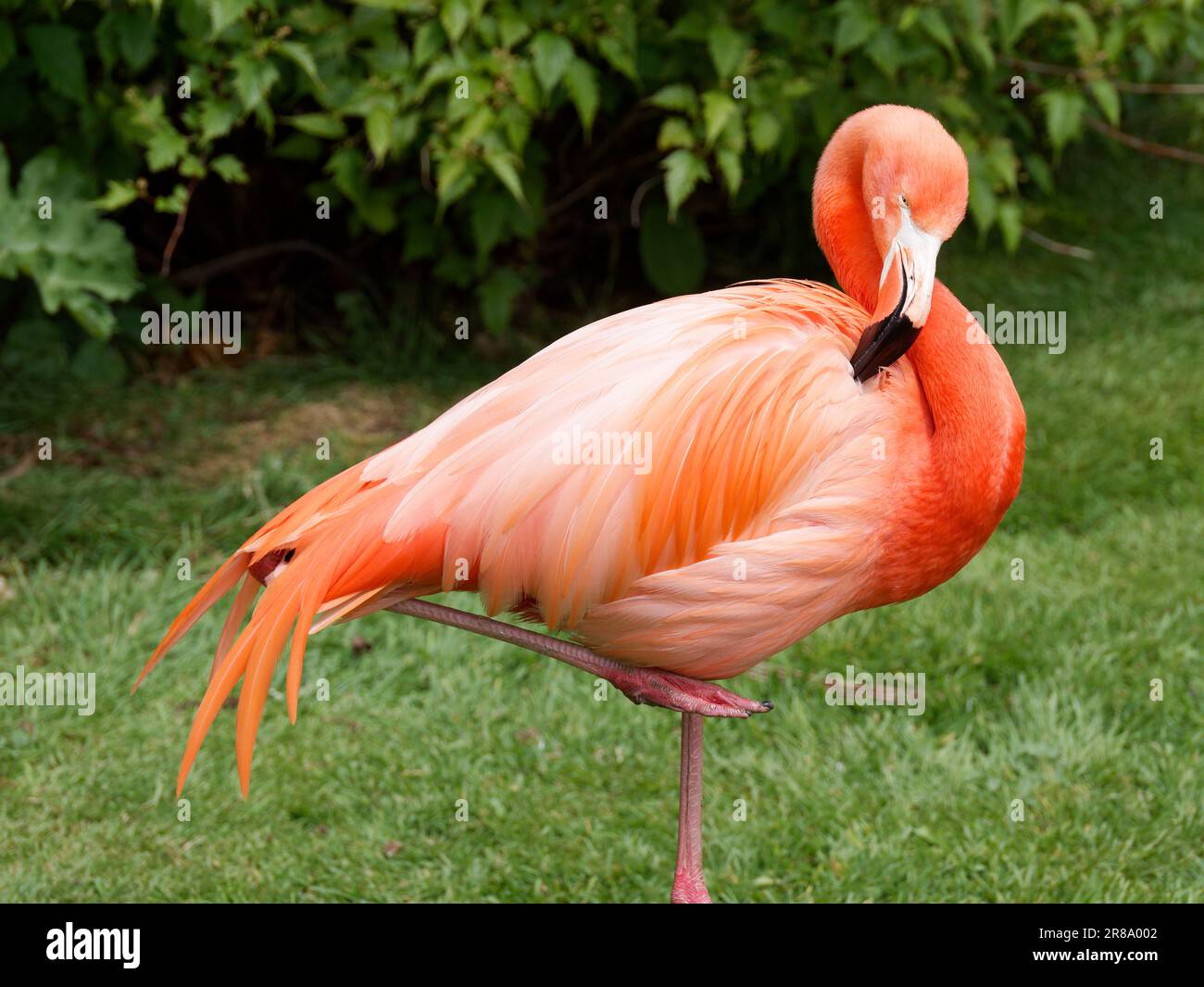 Brightly Salmon Coloured Flamingo Stock Photo - Alamy
