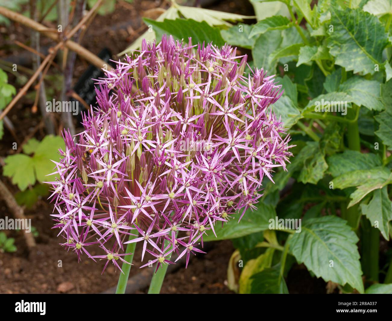 Allium border hi-res stock photography and images - Alamy