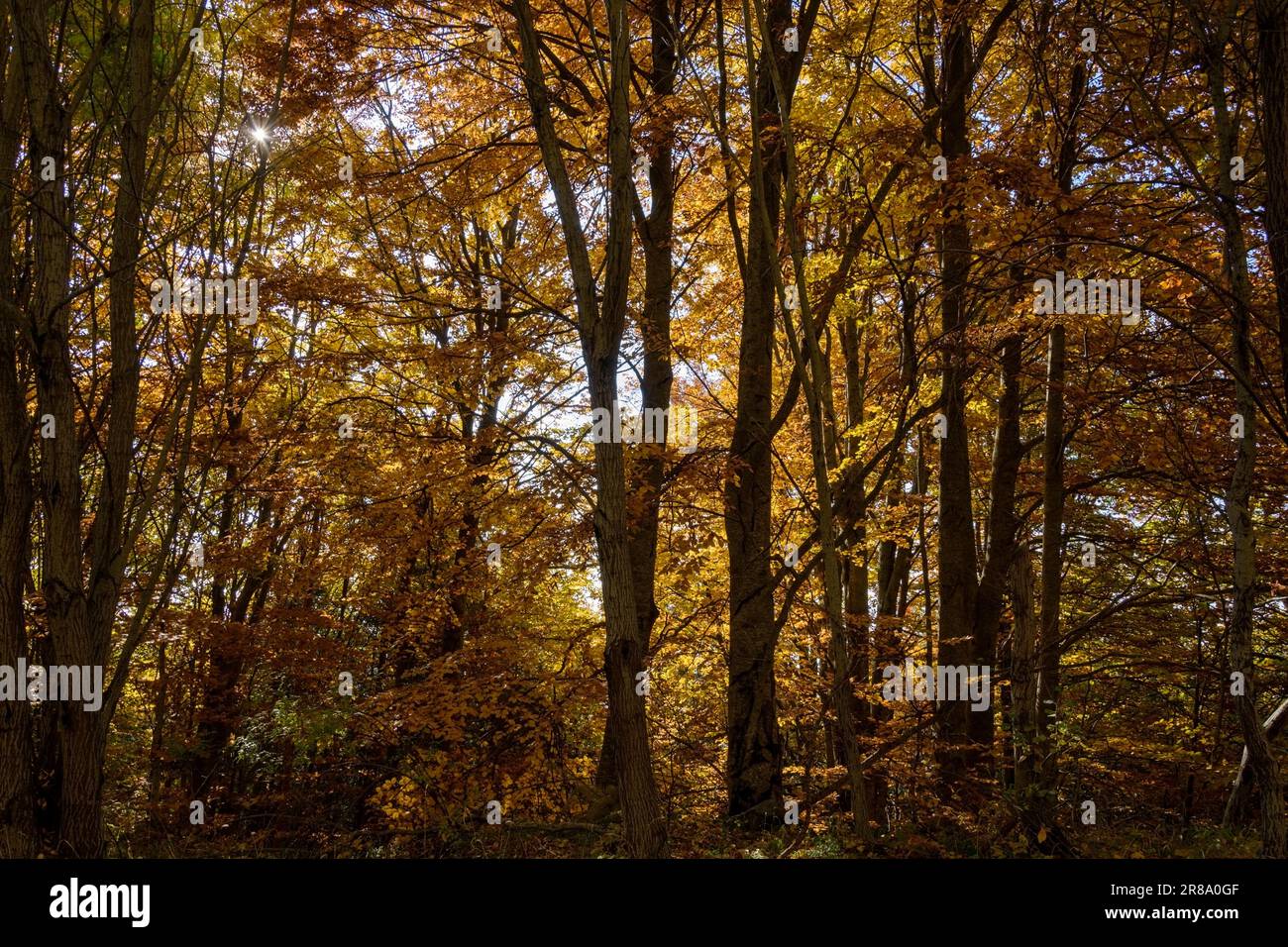 Sun rays through trees with orange leaves, autumn scenery nice for ...