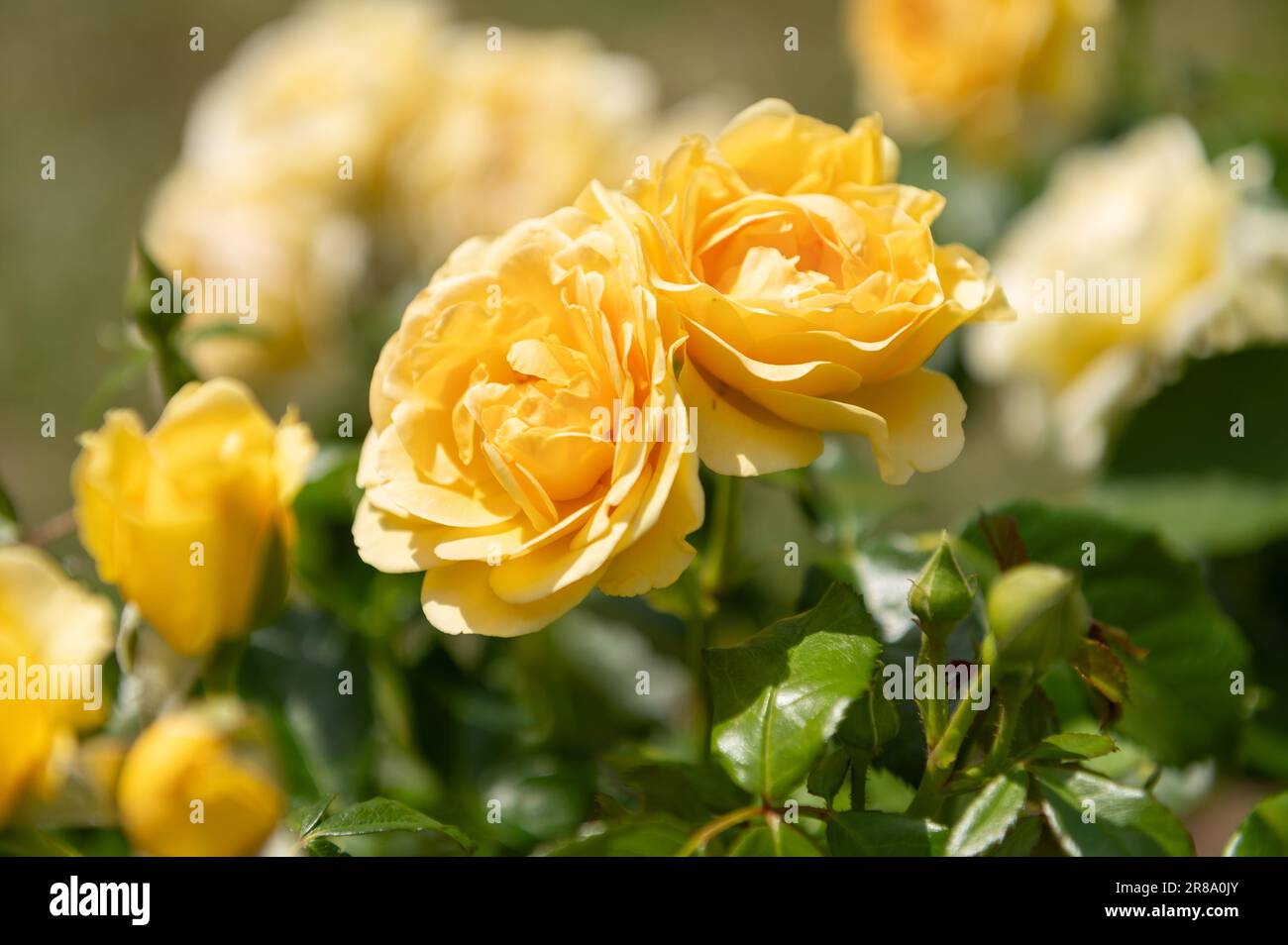 Baden Baden, Germany. 20th June, 2023. The winning rose named ...