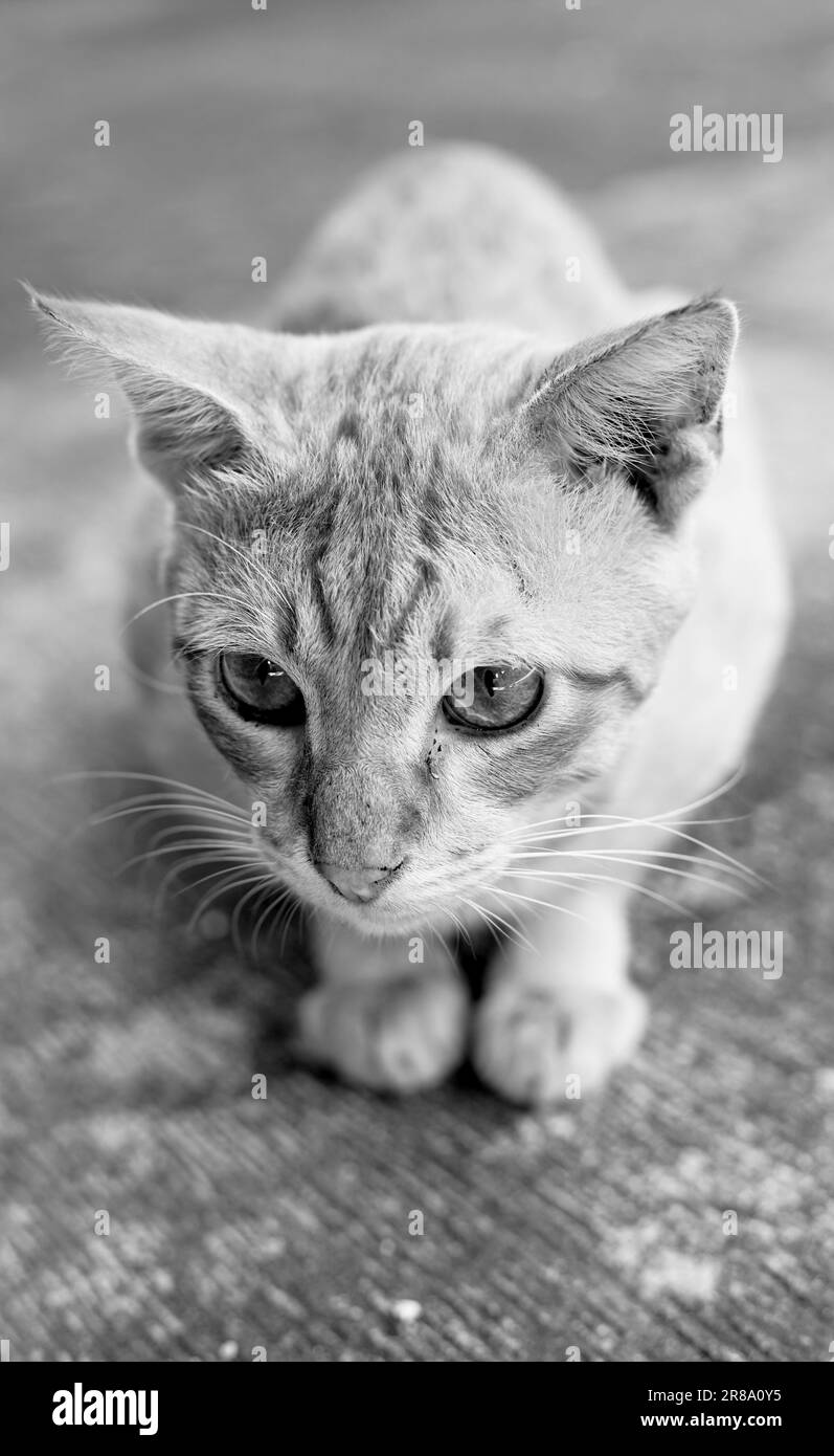 A grayscale portrait of a curious looking domestic cat with large ...