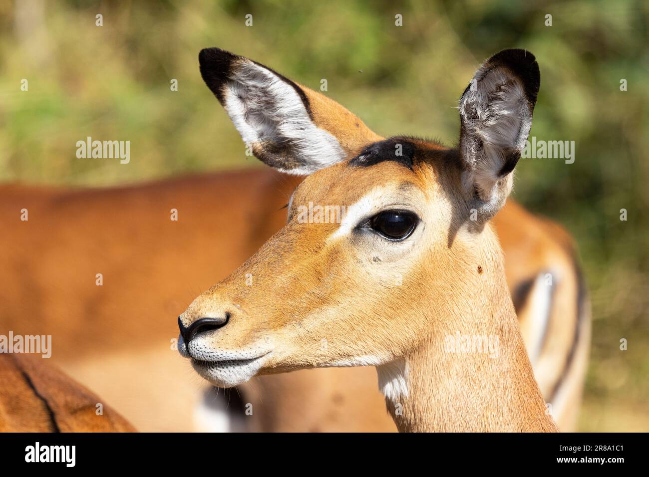 An Impala ewe stares at movement in the bush. The Impala is an ecotone ...