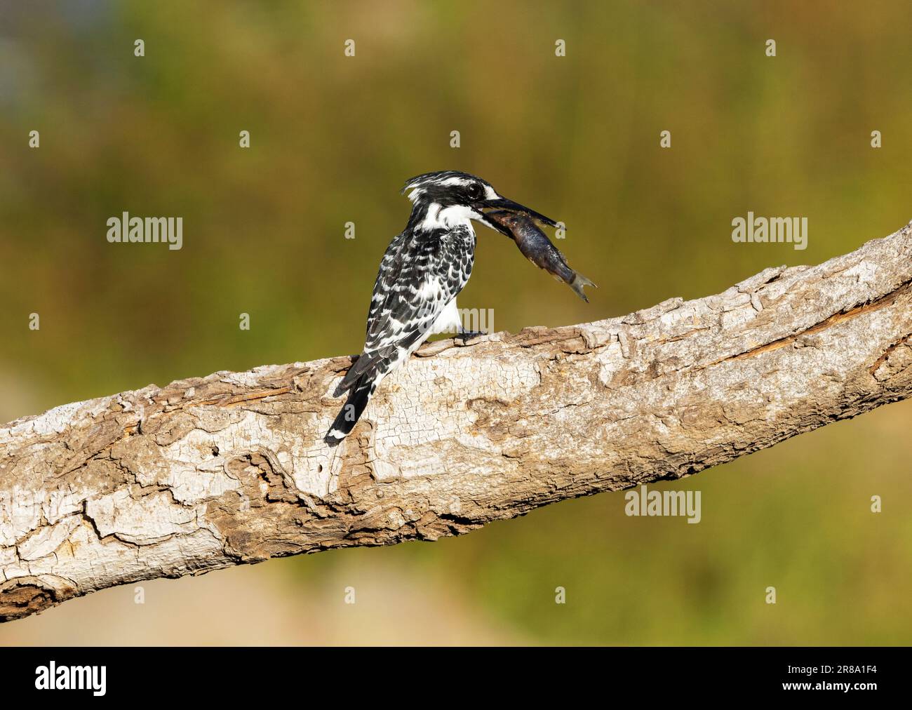A Pied Kingfisher with a small fish it has just caught. Before ...