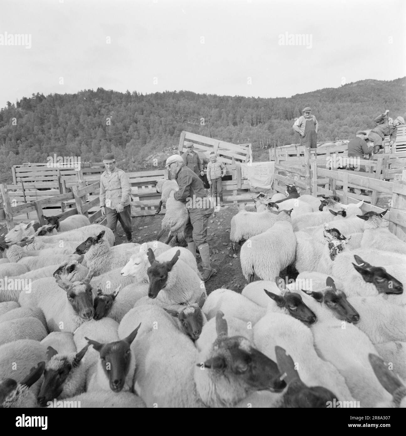 Current 42-1-1960: Bye Bye!! Summer is over. Sheep herding in Sirdal ...