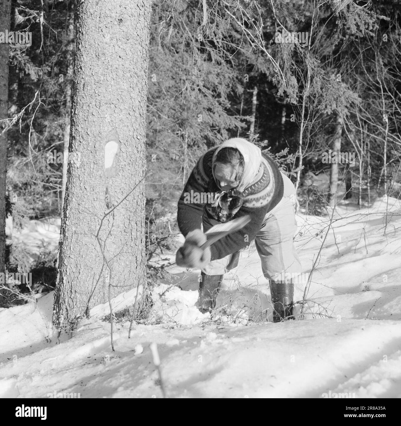 Current 15-8-1960: Anna with the axe Strong as a gamp, mature as a ...