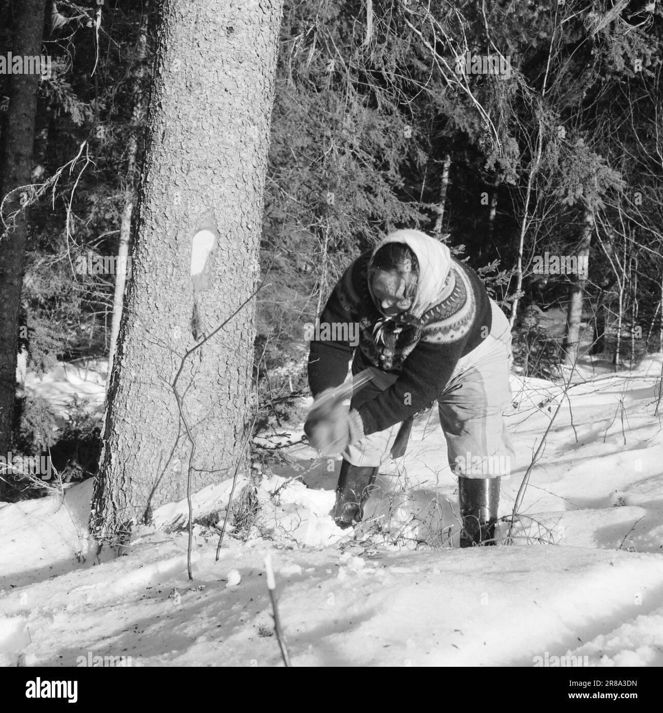 Current 15-8-1960: Anna with the axe Strong as a gamp, mature as a ...