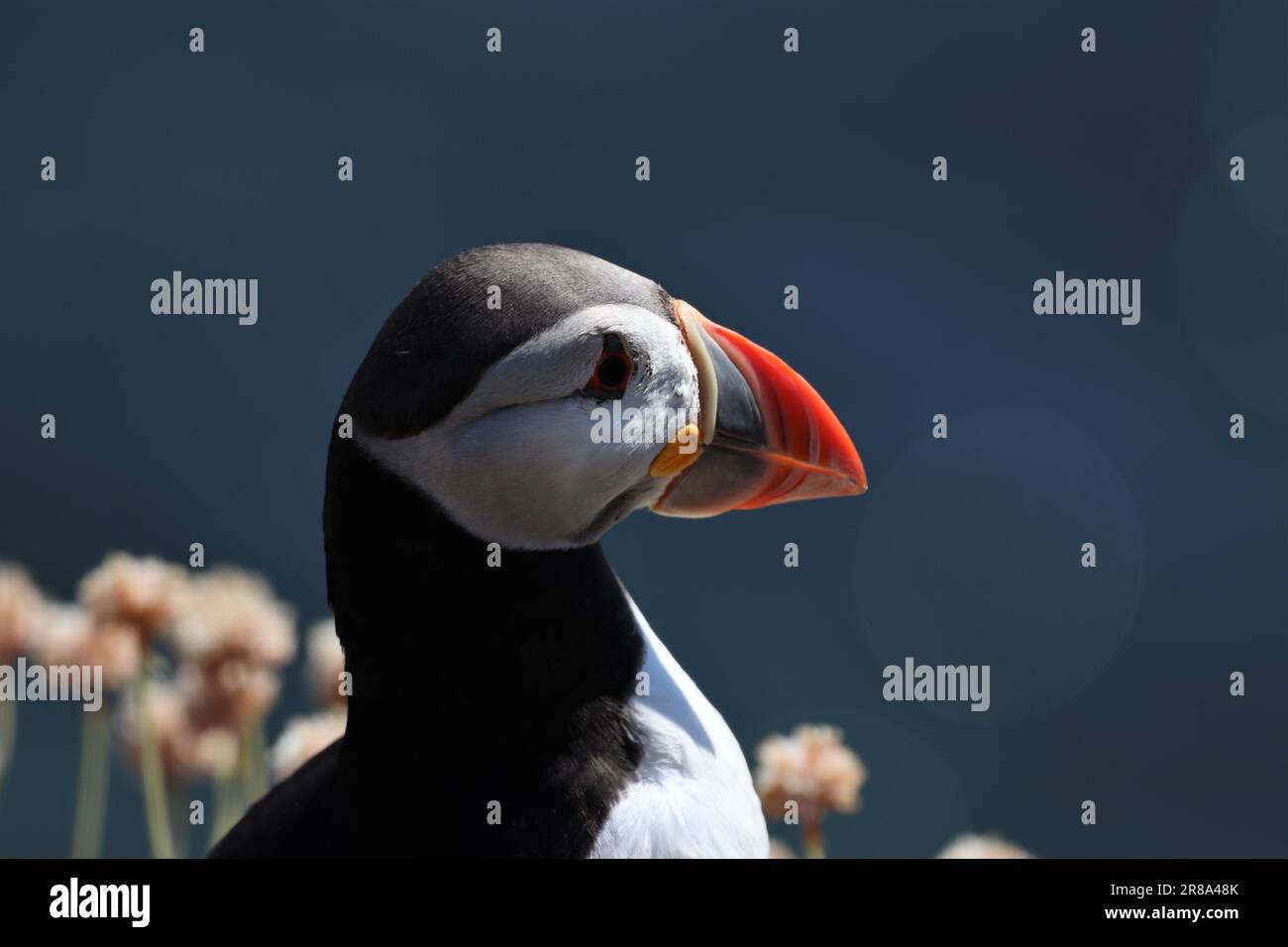 Puffin in close up Stock Photo - Alamy