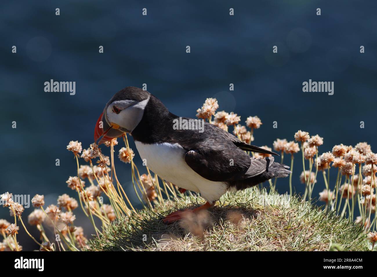 Staffa island animals hi-res stock photography and images - Alamy
