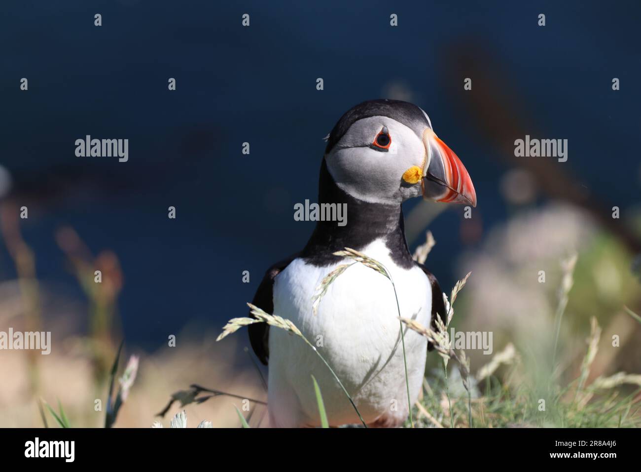Puffin in close up Stock Photo - Alamy