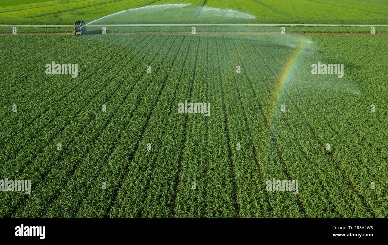 Aerial drone photography of agricultural irrigation system with a big ...