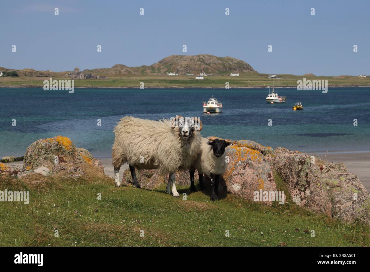 Epic sheep hi-res stock photography and images - Alamy