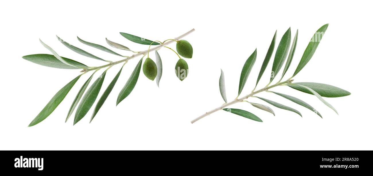 Two olive branches hi-res stock photography and images - Alamy