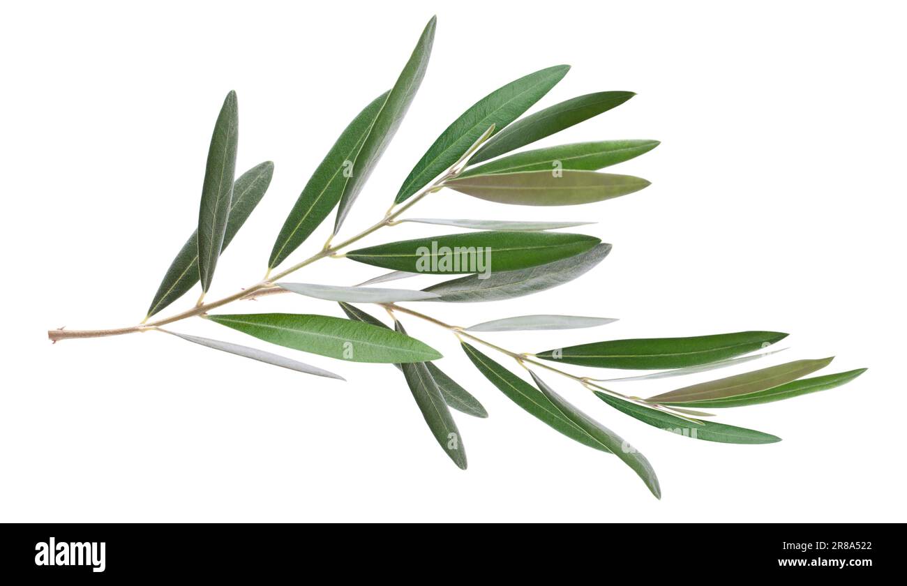 Two olive branch leaves isolated on white background Stock Photo - Alamy
