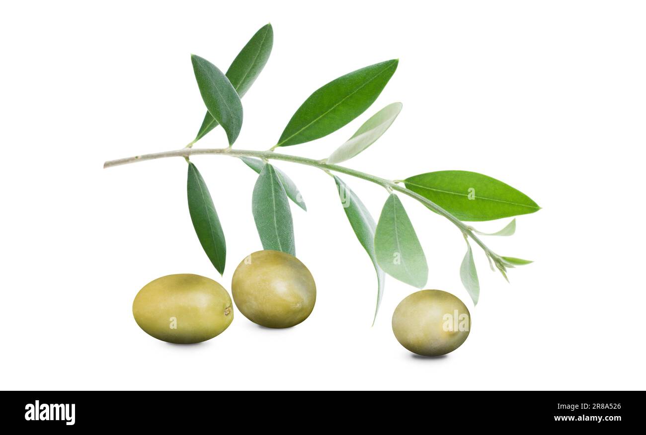 Olive branch with three delicious green olives, isolated on white Stock ...