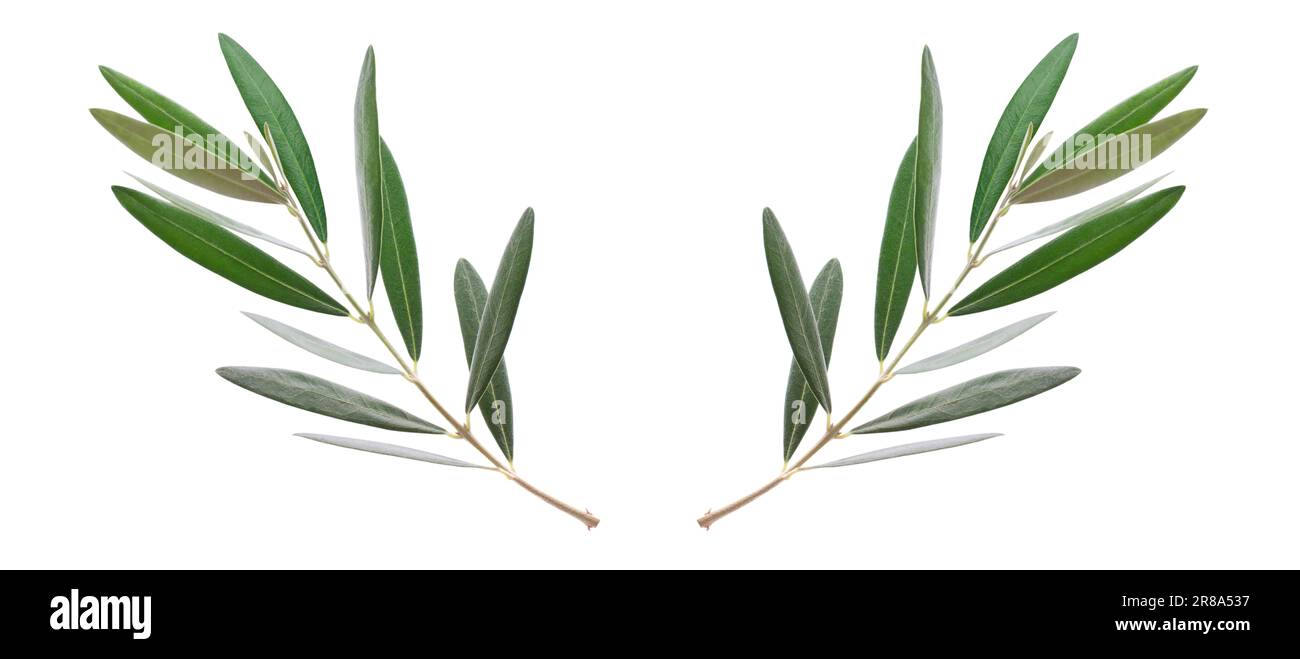 Two olive branch leaves isolated on white background Stock Photo - Alamy