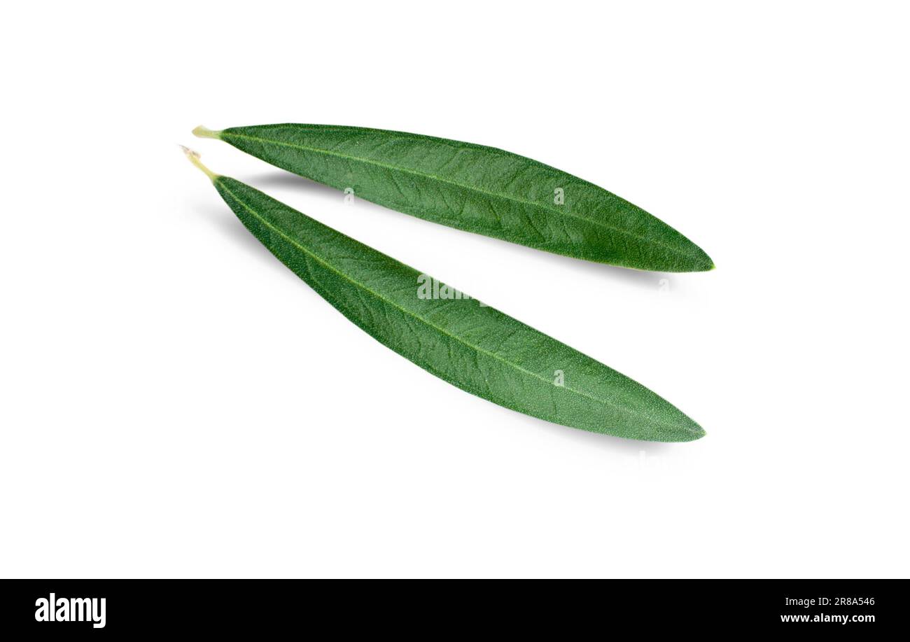 Fresh olive leaves isolated on white background Stock Photo - Alamy