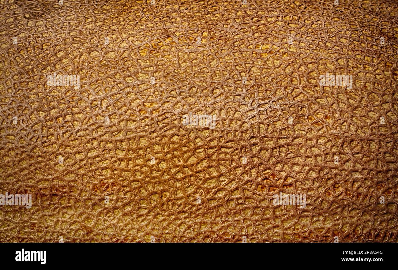 Ripe sweet melon fruit texture background. Close up of a ripe fresh ...