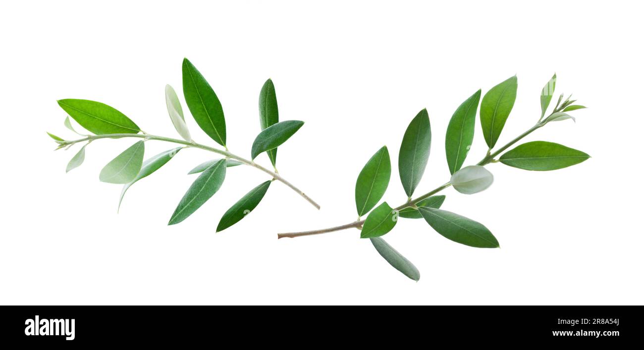 Fresh olive branch leaves isolated on white background Stock Photo - Alamy